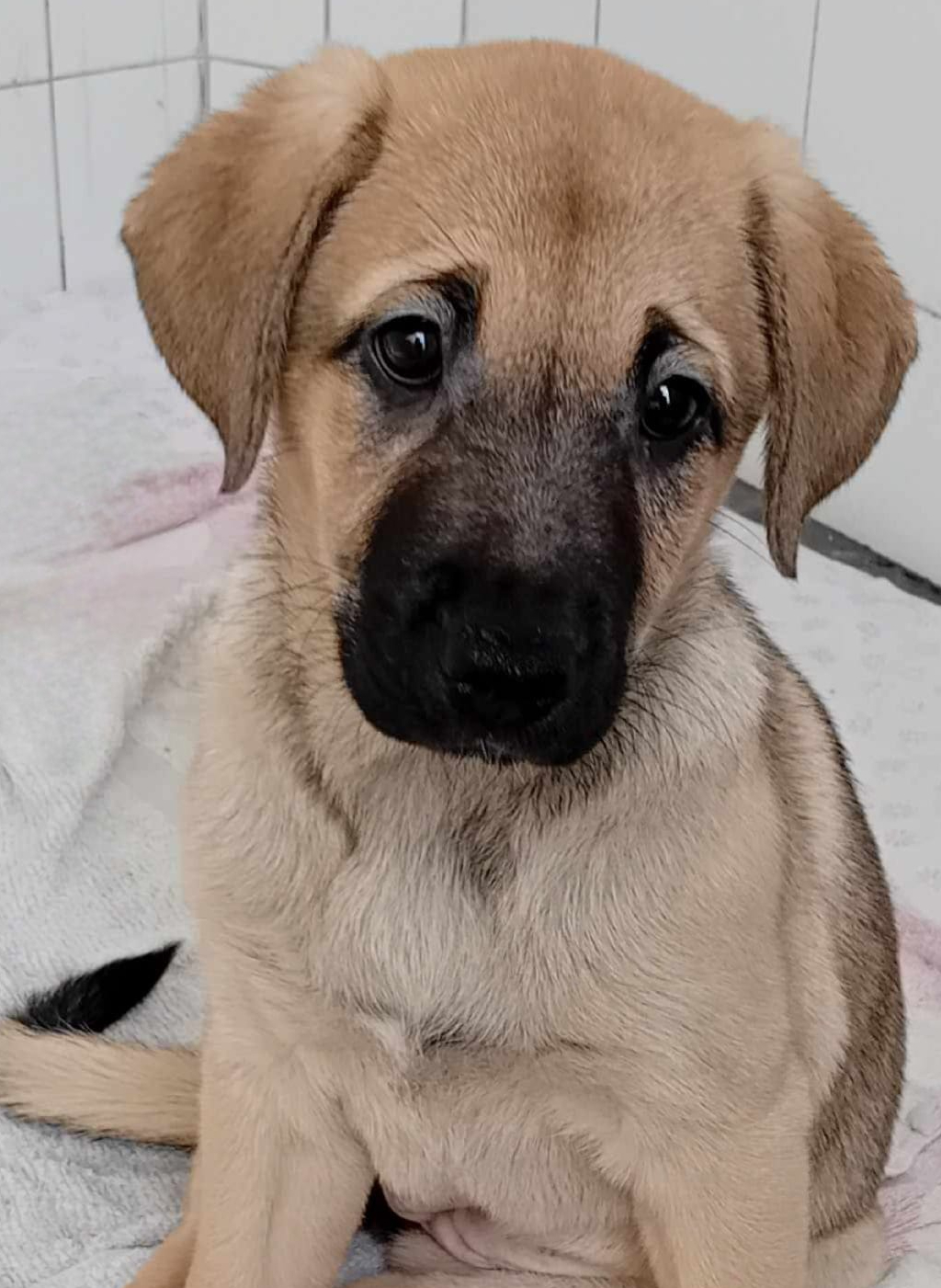 Adoption process – Dog Rehoming Portugal, EU and UK.