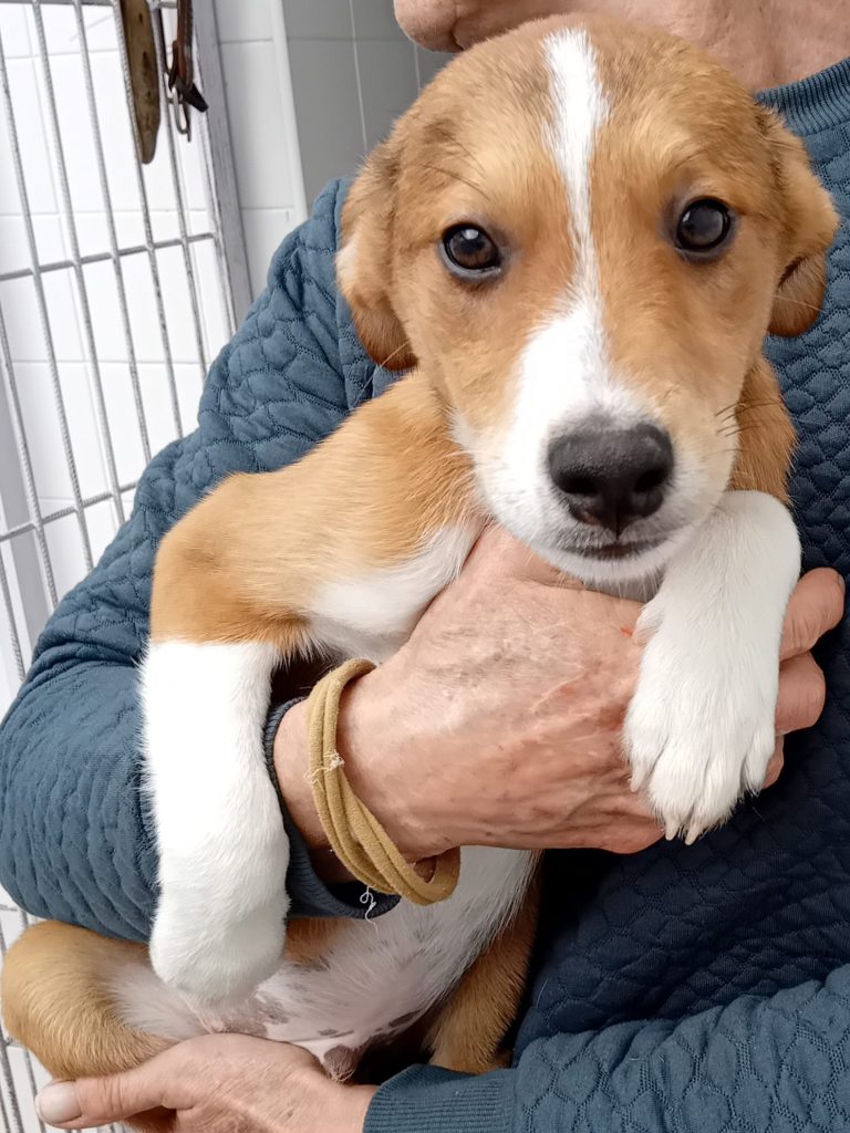 Dog Rehoming Portugal, EU and UK. – We work with the municipal kennels ...